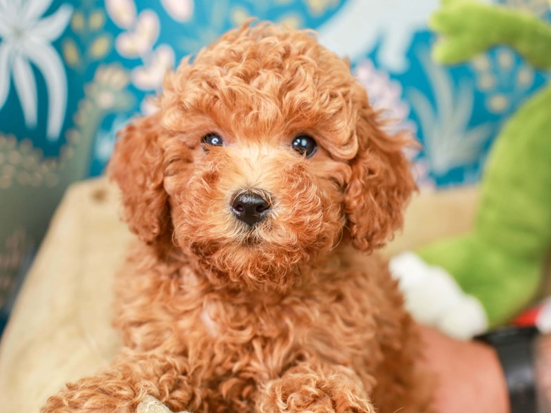 Cockapoo-DOG-Male-RED-3124143-Animal Kingdom | Puppies N Love