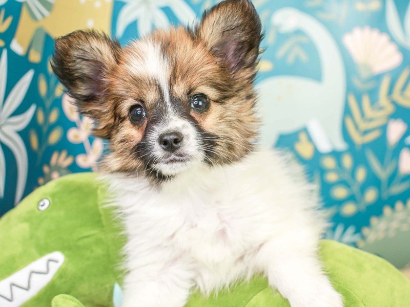 Papillon-DOG-Male-Sable and White-3121245-Animal Kingdom | Puppies N Love