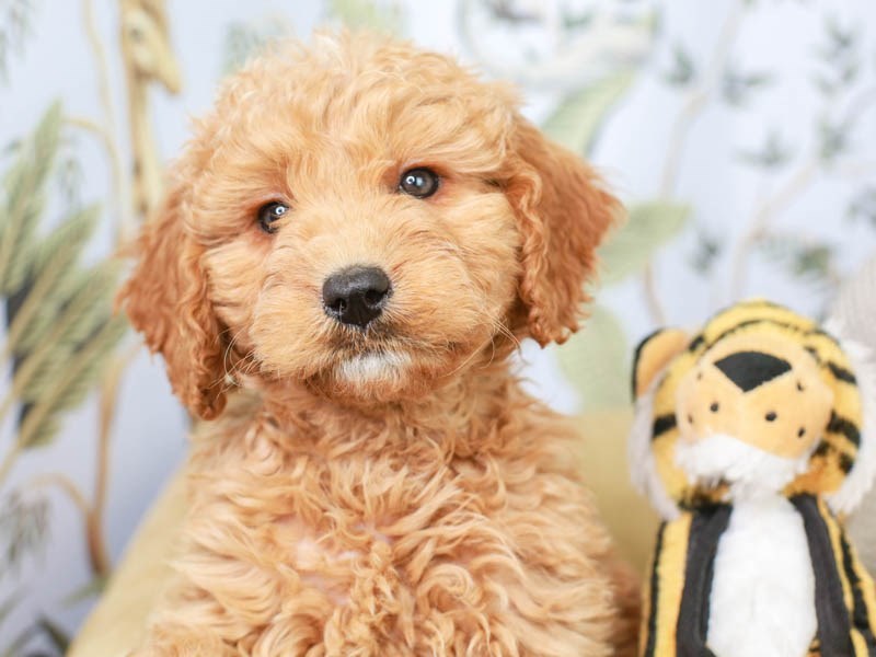 Mini Goldendoodle-DOG-Female--3144819-Animal Kingdom | Puppies N Love
