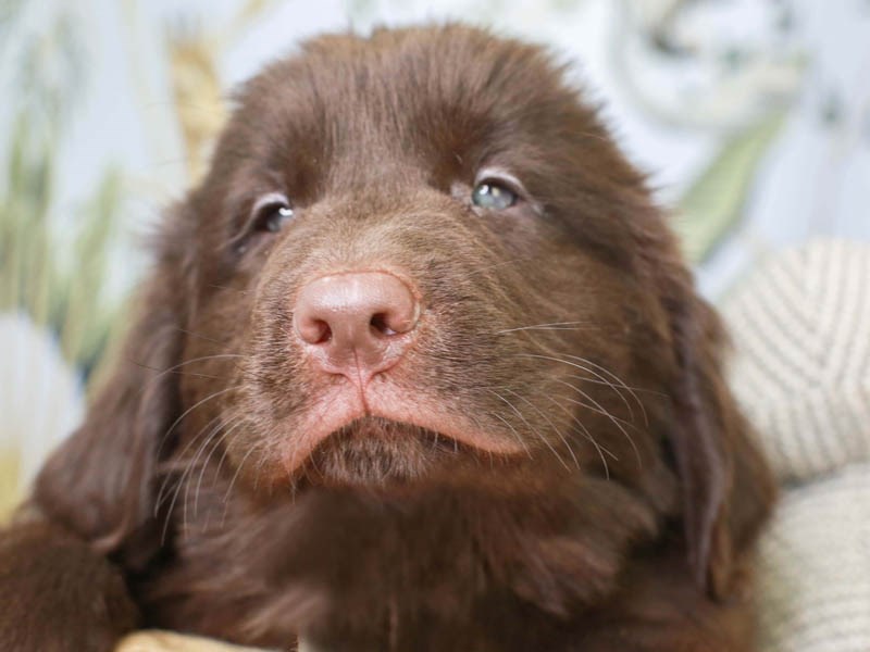 Newfoundland-DOG-Male-Red-3140741-Animal Kingdom | Puppies N Love