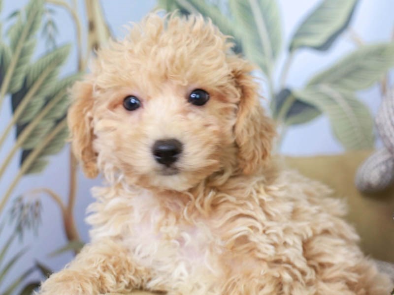 Poochon-DOG-Male--3145231-Animal Kingdom | Puppies N Love
