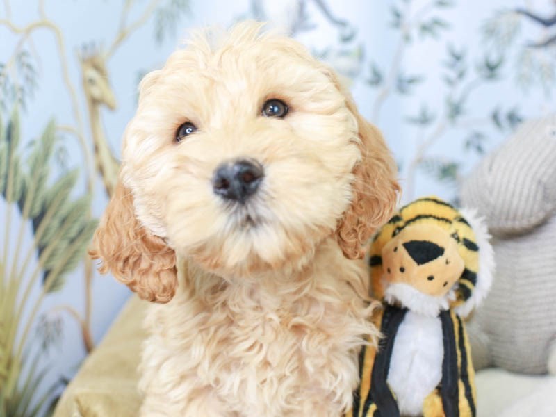 Mini Goldendoodle-DOG-Female--3144963-Animal Kingdom | Puppies N Love