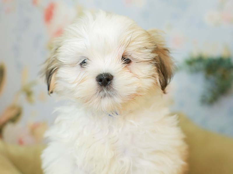 Lhasa Apso-DOG-Male-WHITE-3155581-Animal Kingdom | Puppies N Love