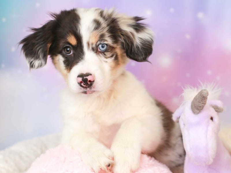 Mini Aussie-DOG-Female-Blue Merle White and Tan-3162986-Animal Kingdom ...