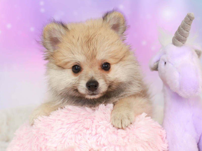 Pomeranian-DOG-Female-SABLE-3165428-Animal Kingdom | Puppies N Love