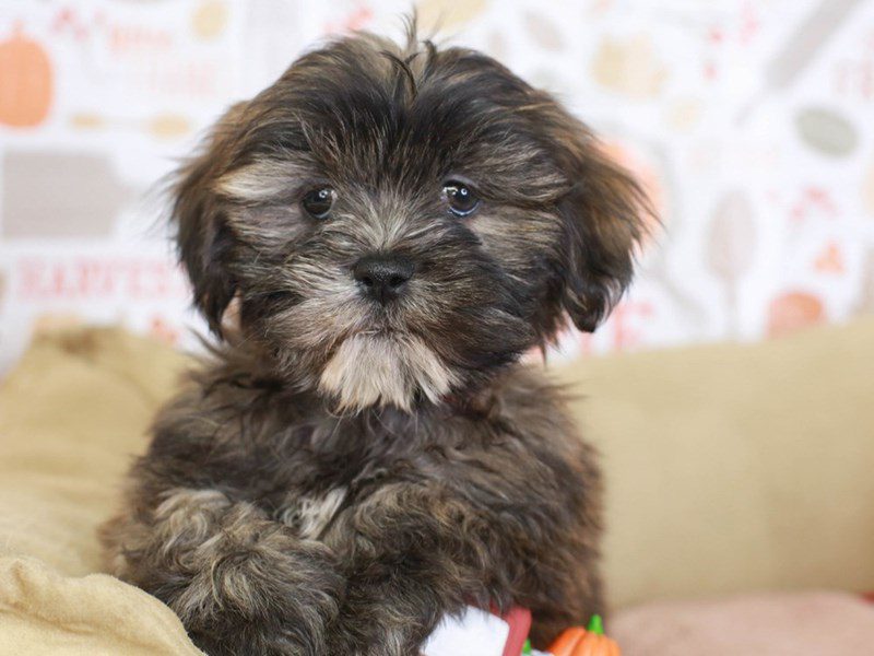 Lhasa Apso-DOG-Female-SABLE-3388600-Animal Kingdom | Puppies N Love