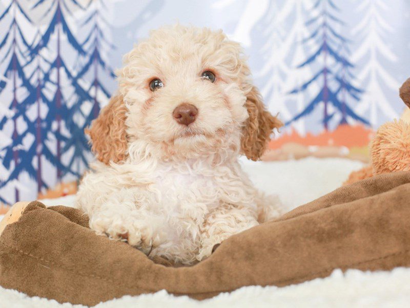 Cockapoo-DOG-Female-Cream-3404974-Animal Kingdom | Puppies N Love