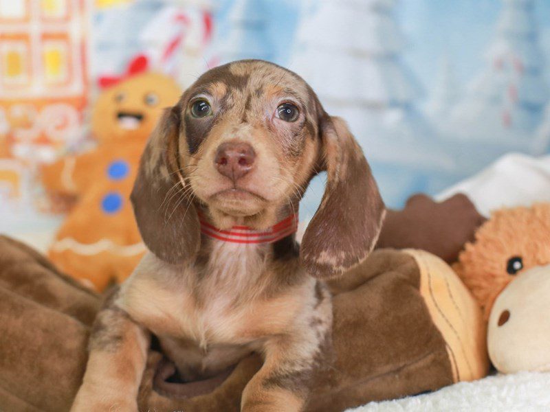 Dachshund-DOG-Male-RED MERLE-3416536-Animal Kingdom | Puppies N Love