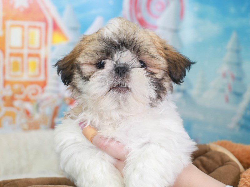 Shih Tzu-DOG-Male-GOLD-3416253-Animal Kingdom | Puppies N Love