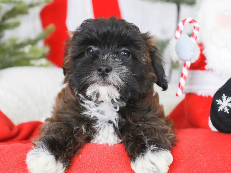 Shih Poo-DOG-Male-RED & GOLD-3425537-Animal Kingdom | Puppies N Love