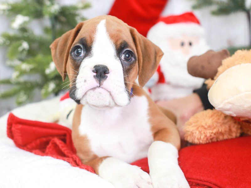 Boxer-DOG-Female-FAWN-3434841-Animal Kingdom | Puppies N Love