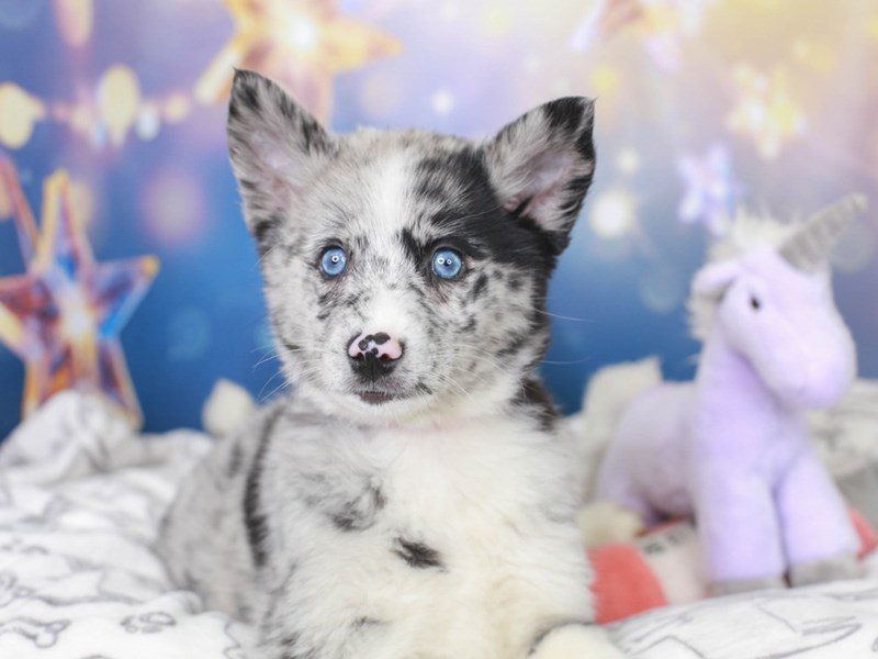 Pomsky-DOG-Female-BLUE MERLE-3444570-Animal Kingdom | Puppies N Love