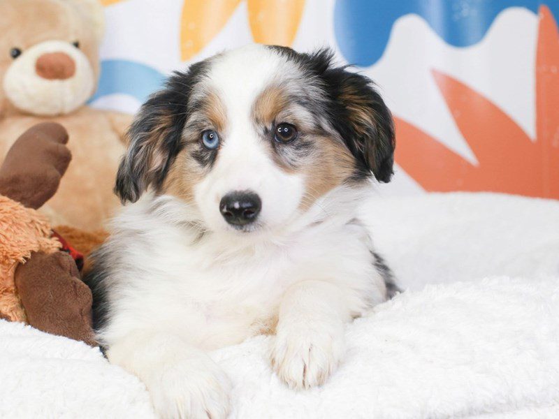 Mini Aussie-DOG-Female-bl mrl-3454567-Animal Kingdom | Puppies N Love