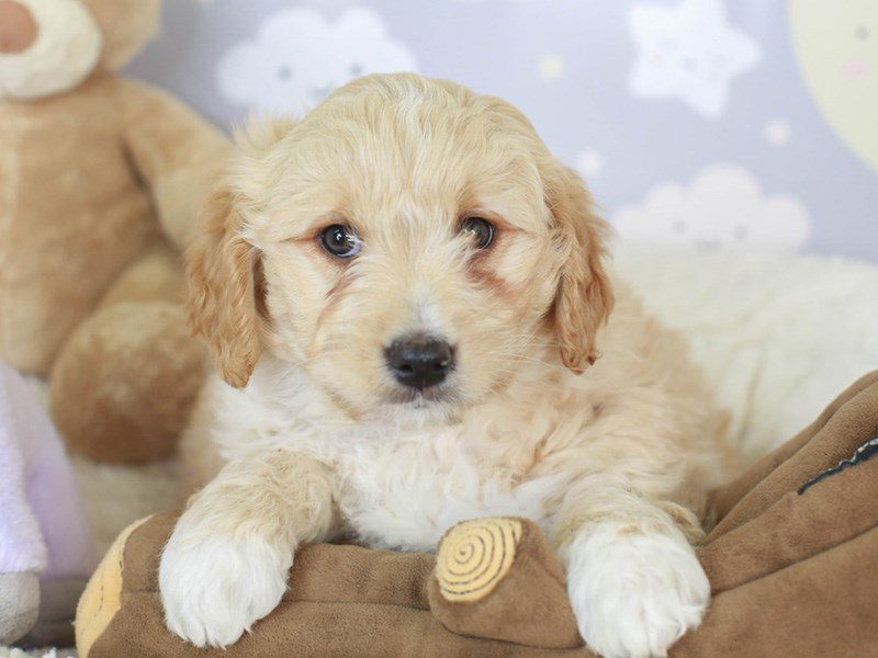 Mini Goldendoodle-DOG-Female-Cream-3465616-Animal Kingdom | Puppies N Love