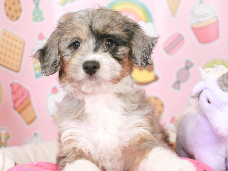 Aussie Poo-DOG-Male-Blue Merle-3487840-Animal Kingdom | Puppies N Love