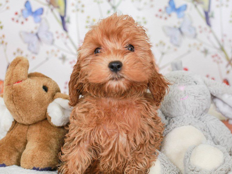 Cockapoo-DOG-Male-red-3582902-Animal Kingdom | Puppies N Love