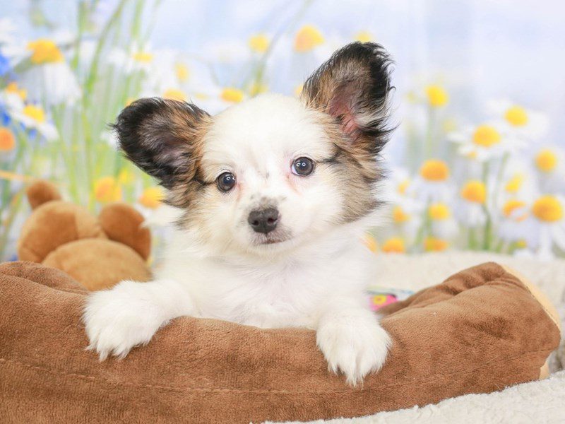 Papillon-DOG-Male-White and Red-3592247-Animal Kingdom | Puppies N Love