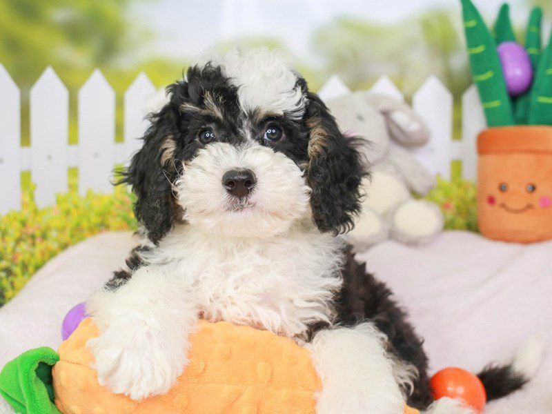 Mini Bernedoodle-DOG-Female-BLK WHT & TAN-3603916-Animal Kingdom ...