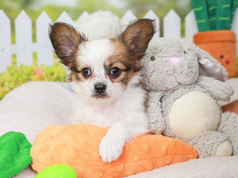 Papillon-DOG-Female-White and Sable-3602789-Animal Kingdom | Puppies N Love