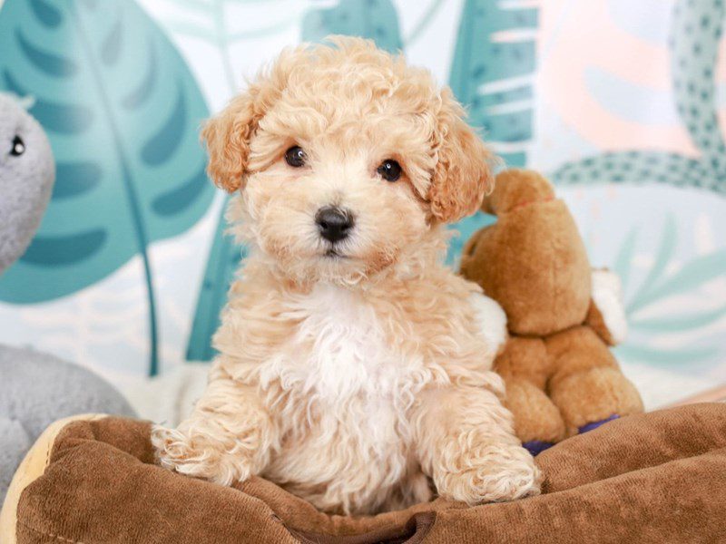 Poochon-DOG-Male-APRICOT/WHT-3623373-Animal Kingdom | Puppies N Love
