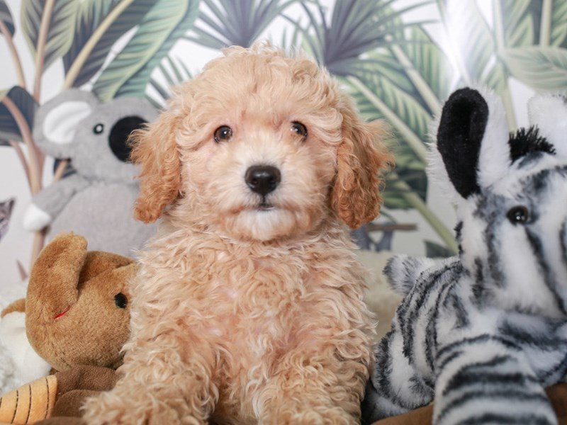 Poochon-DOG-Male-APCT-3634439-Animal Kingdom | Puppies N Love