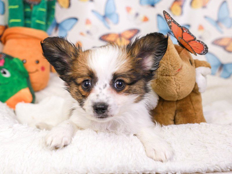 Papillon-DOG-Male-Red and White-3641661-Animal Kingdom | Puppies N Love