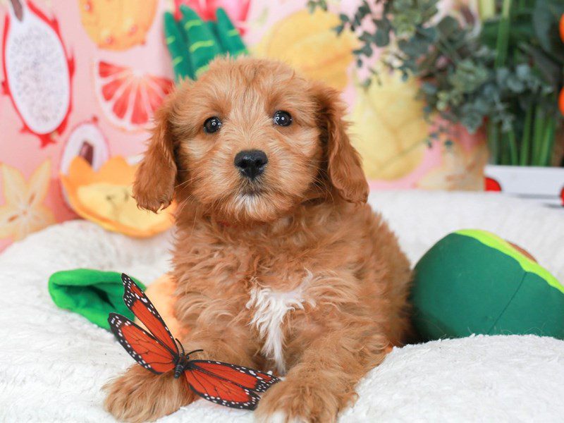 Mini Goldendoodle-DOG-Female-red, apct, wh-3653140-Animal Kingdom ...