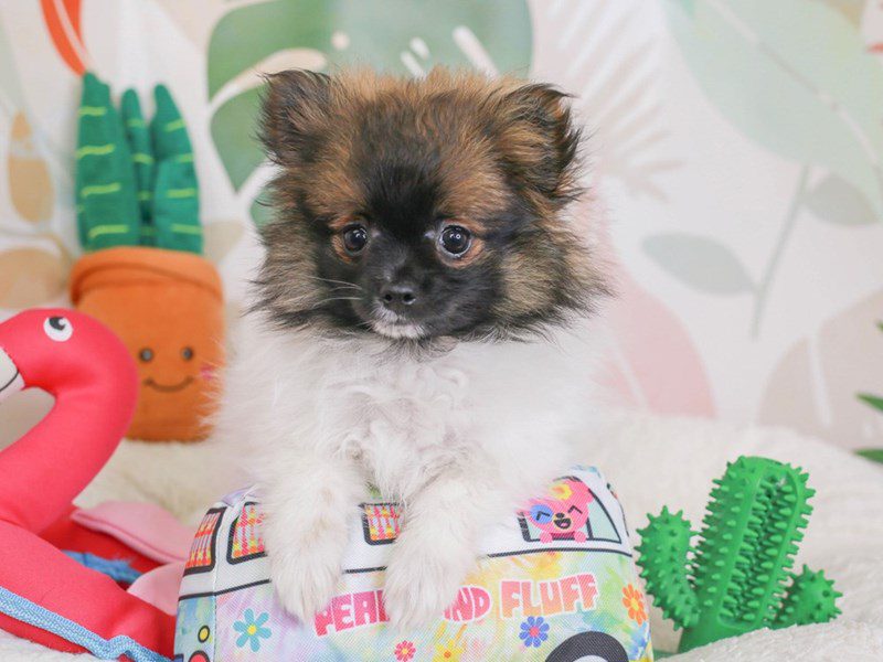 Pomeranian-DOG-Female-Parti-3689540-Animal Kingdom | Puppies N Love