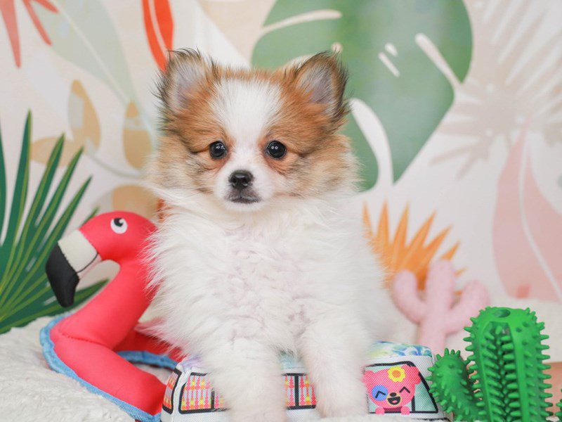 Pomeranian-DOG-Female-Parti-3689522-Animal Kingdom | Puppies N Love