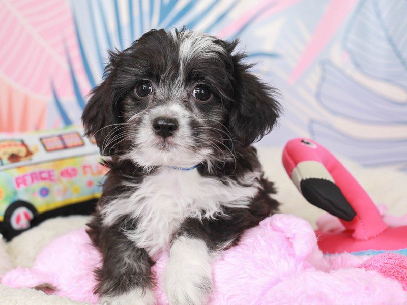 Havanese-DOG-Female-bl & wh-3698583-Animal Kingdom | Puppies N Love