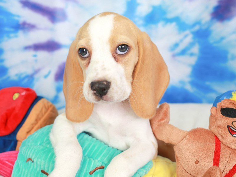 Beagle-DOG-Female-lemon & wh-3717817-Animal Kingdom | Puppies N Love