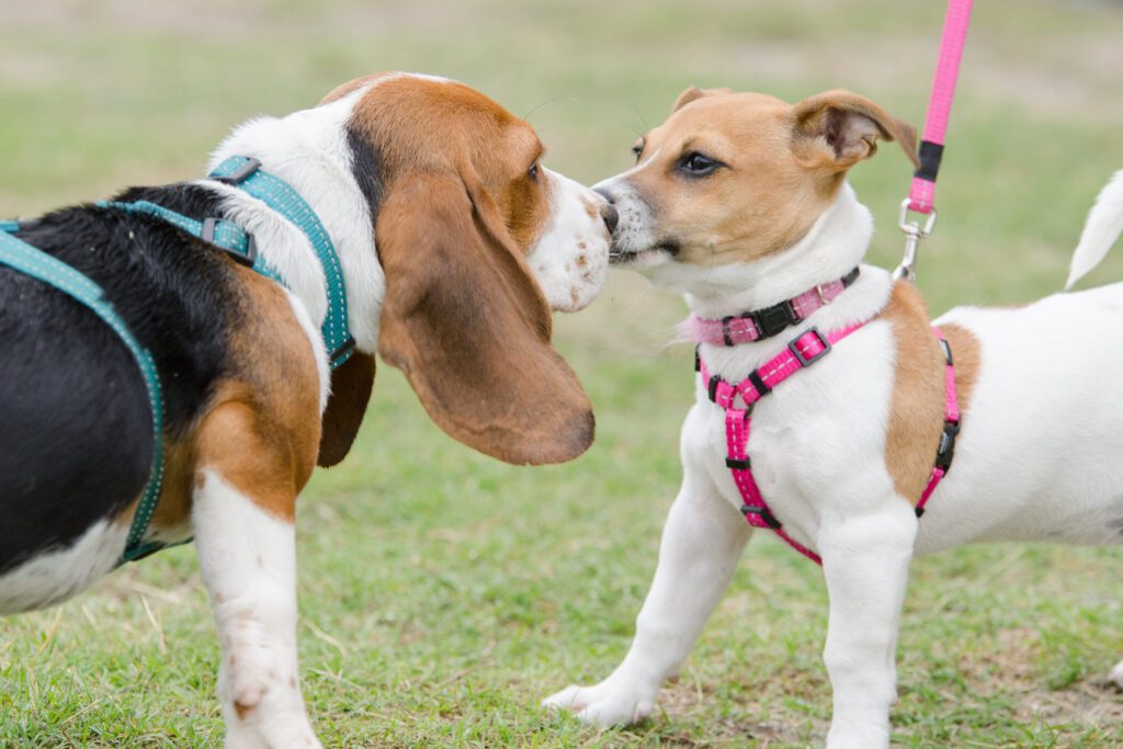 Dog Playdate Dos and Don’ts - Animal Kingdom | Puppies N Love