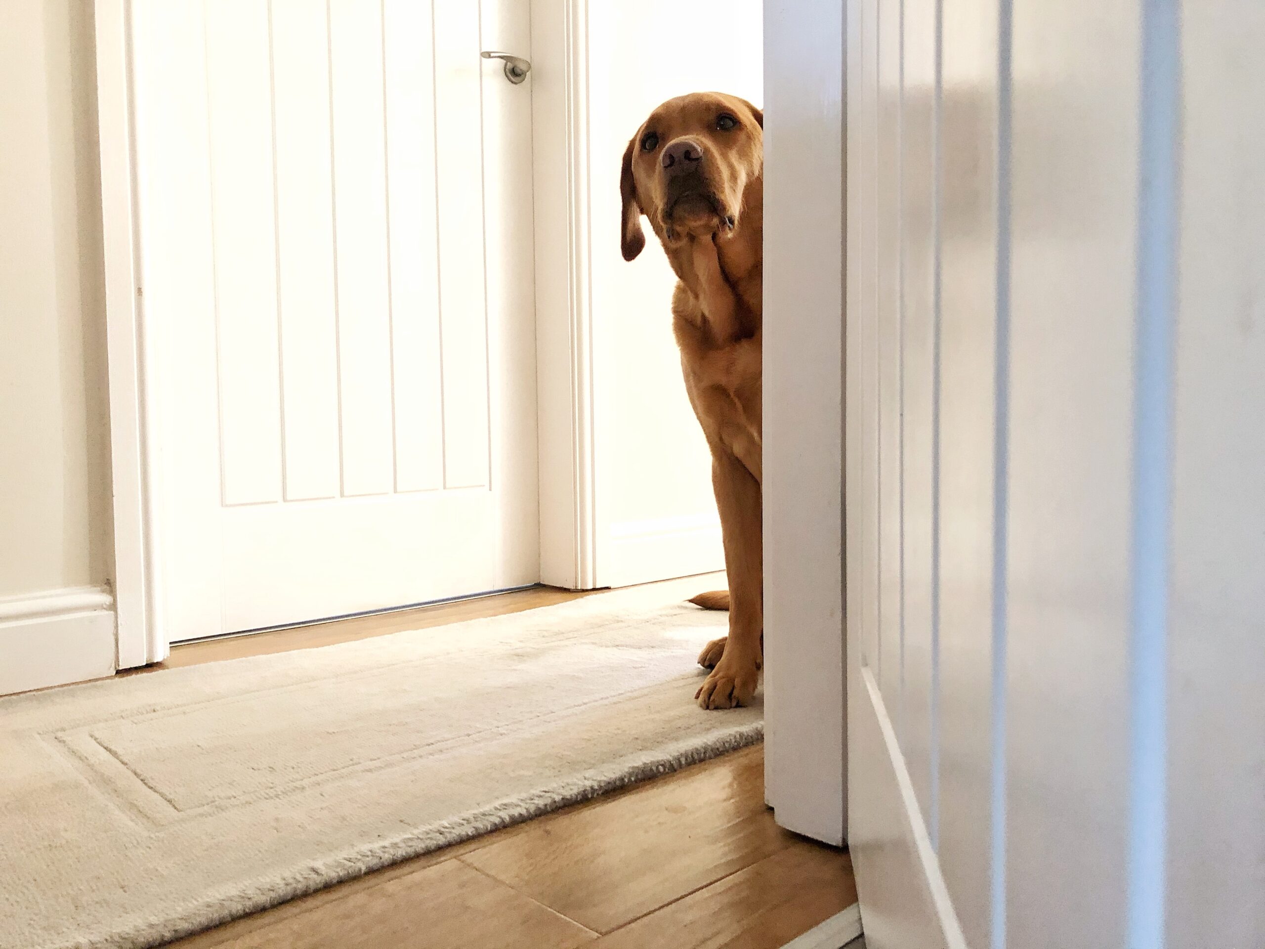 Helping a Dog with Separation Anxiety - Animal Kingdom | Puppies N Love