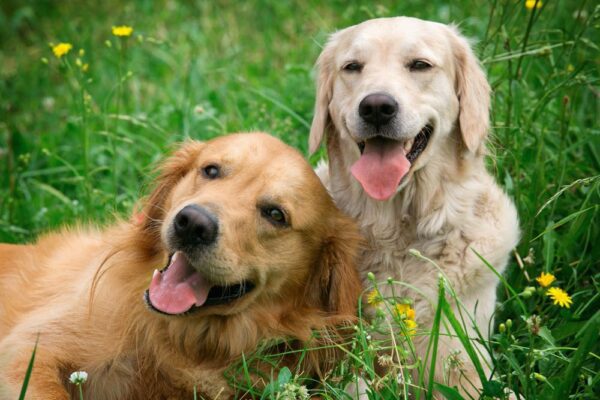 Getting Your Dog a Dog - Animal Kingdom | Puppies N Love