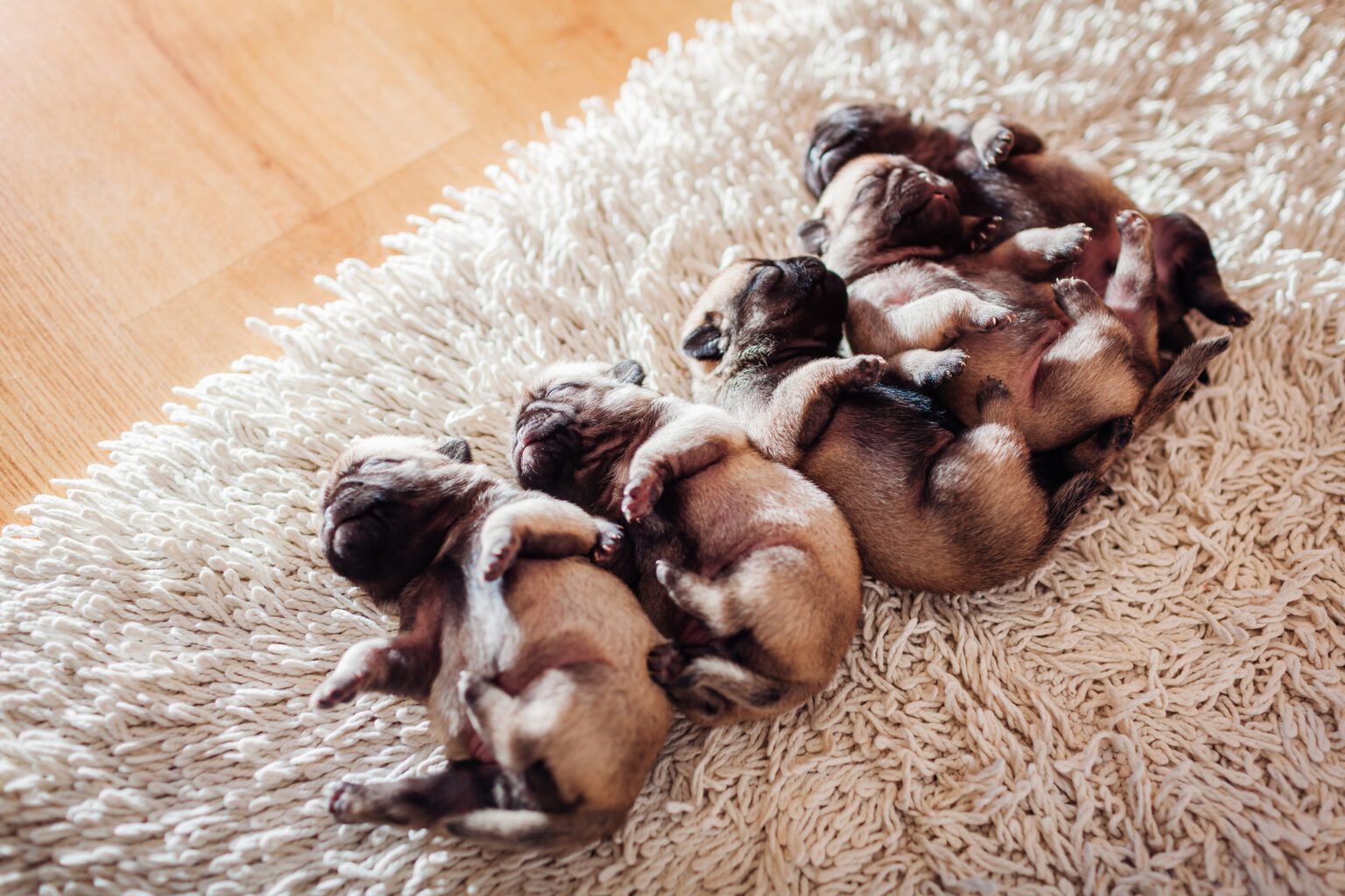 Your Guide to Dogs and Sleep | How Much Do Dogs Sleep?