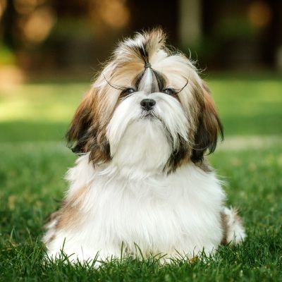 Ten Amazing Dog Breeds for Kids - Animal Kingdom | Puppies N Love