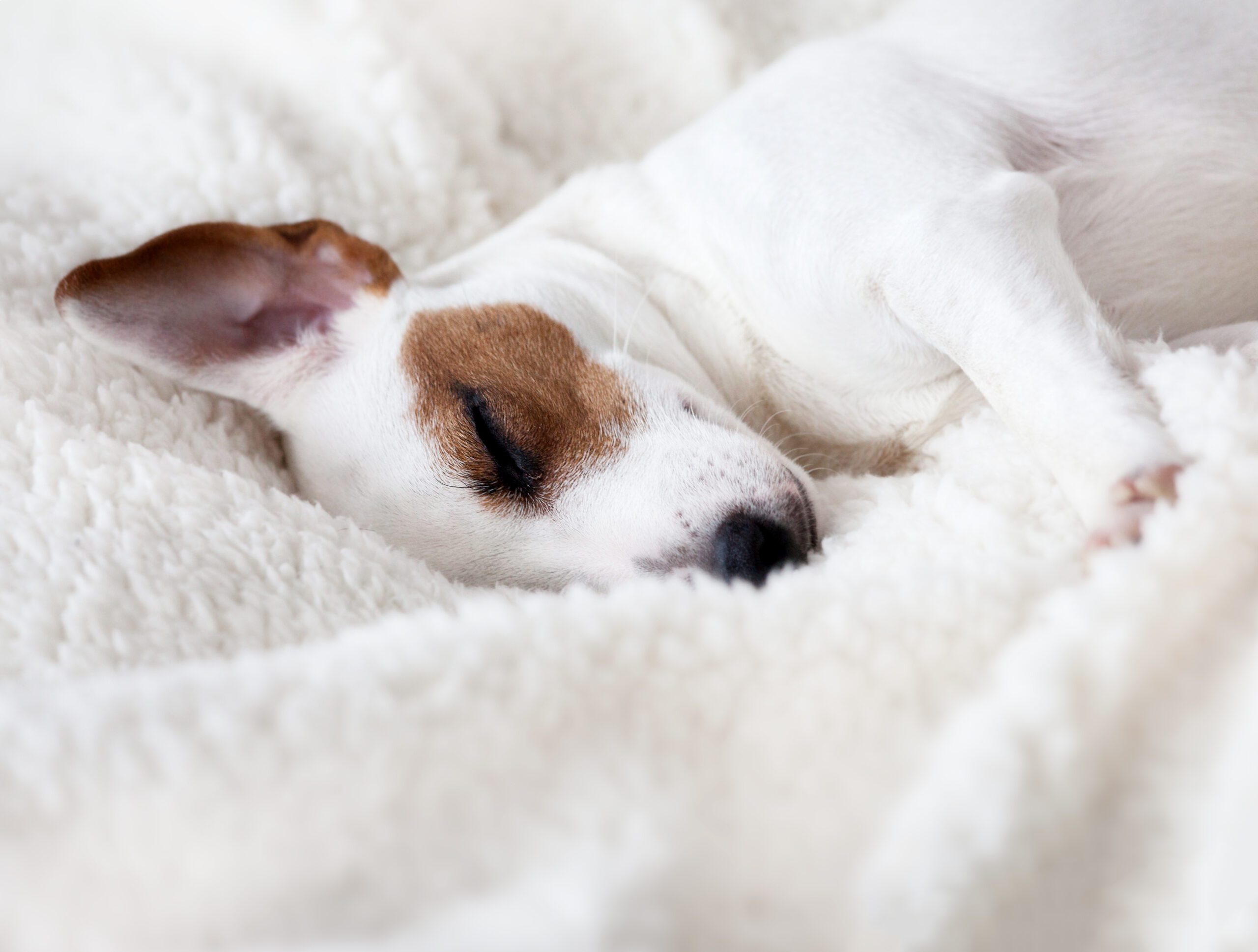 Your Guide to Dogs and Sleep - Animal Kingdom | Puppies N Love