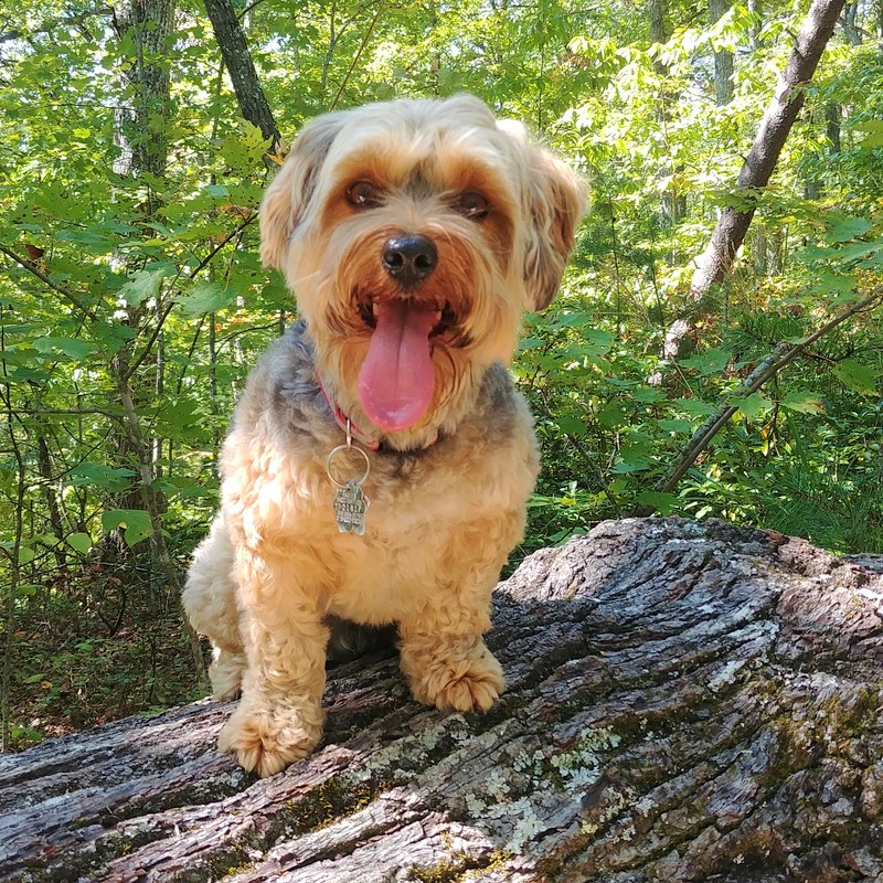 Yorkiepoo Puppies - Animal Kingdom | Puppies N Love