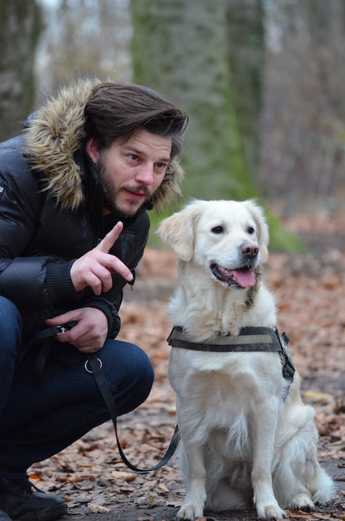 The Basics of Dog Training - Animal Kingdom | Puppies N Love