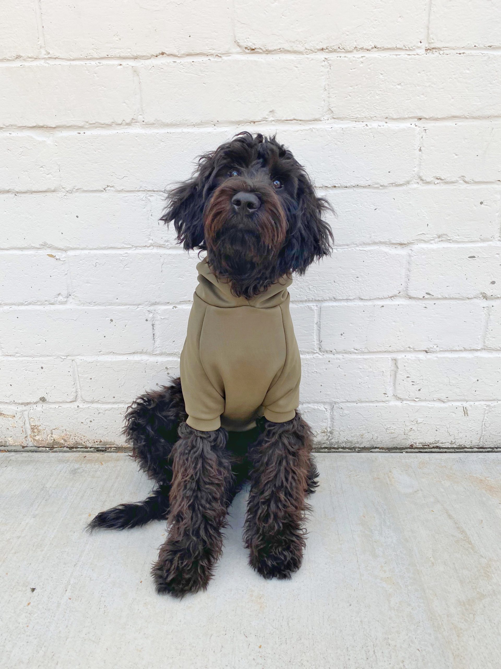 Puppy Photo Tips | How to Photograph Puppies Like a Pro