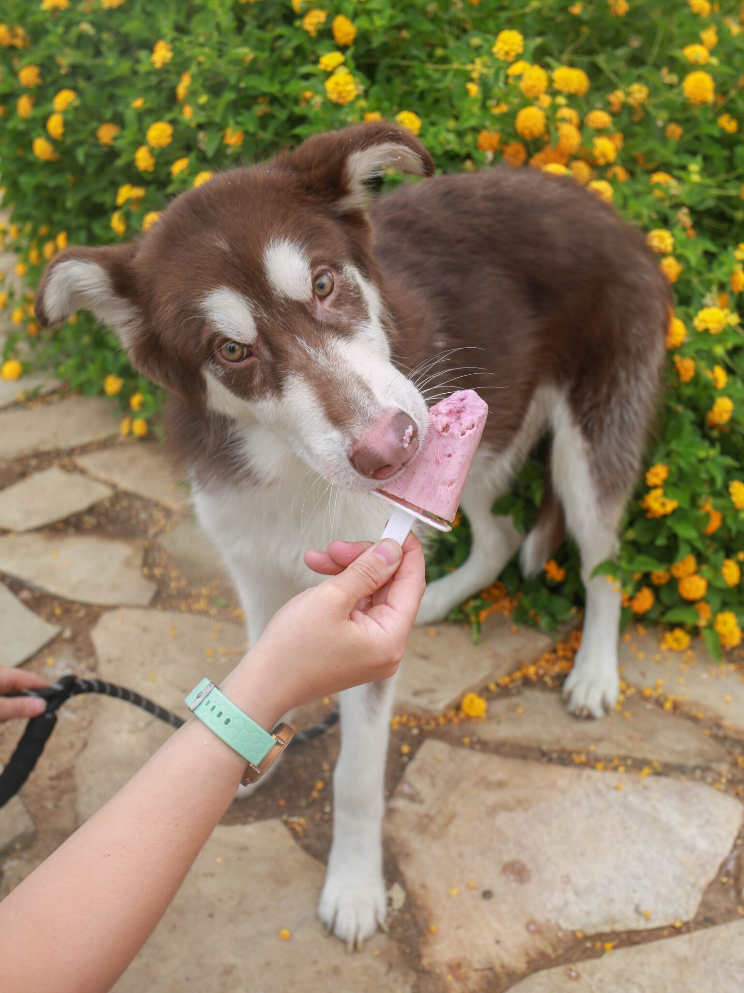 Treat Your Dog To Healthy Ice Cream - Animal Kingdom | Puppies N Love
