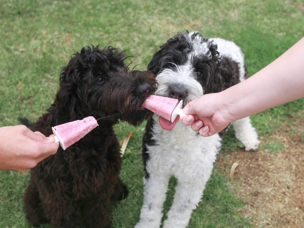 Treat Your Dog To Healthy Ice Cream - Animal Kingdom | Puppies N Love