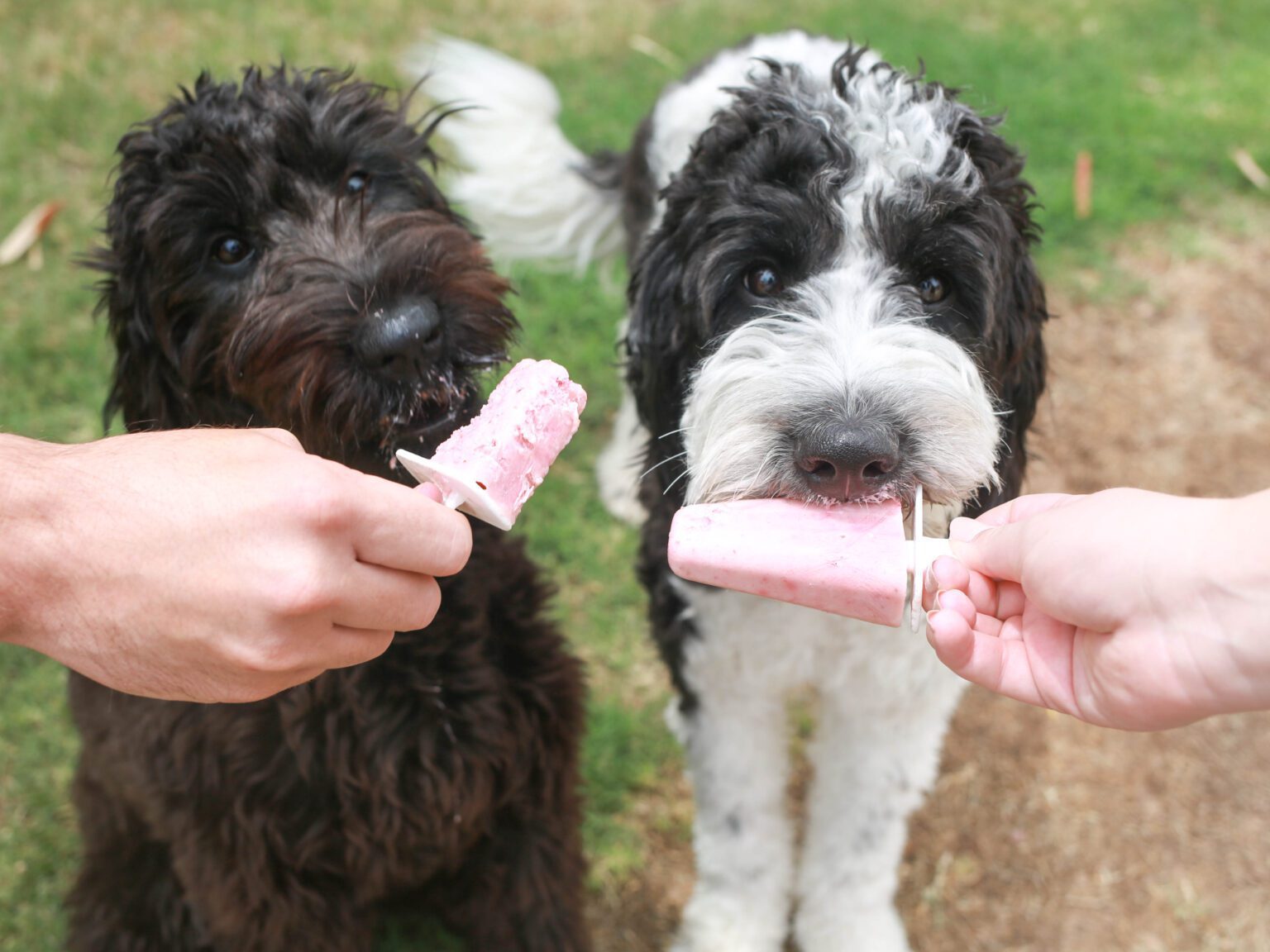 Treat Your Dog To Healthy Ice Cream - Animal Kingdom | Puppies N Love
