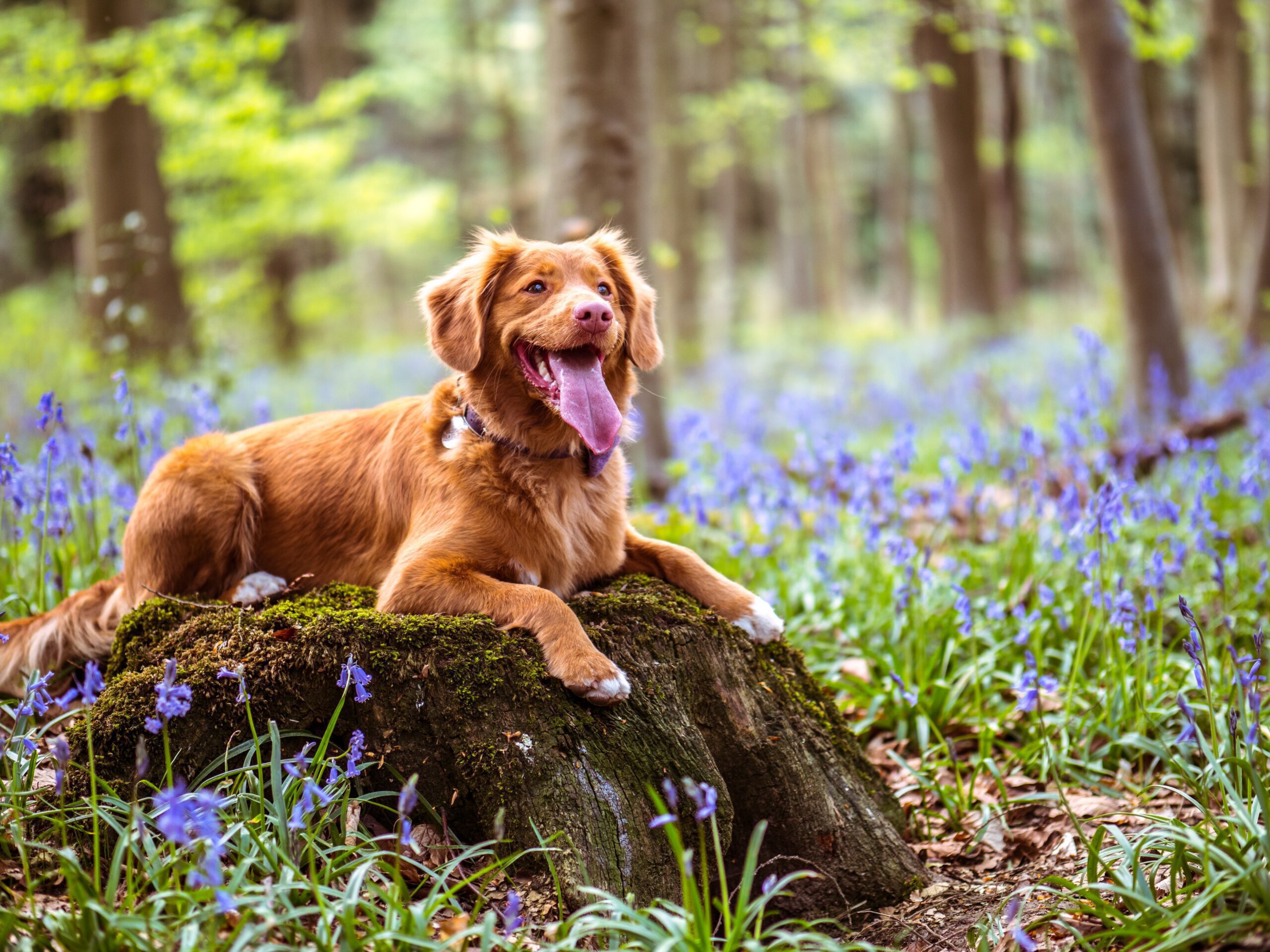7 Behaviors to Observe in Your New Dog | Animal Kingdom