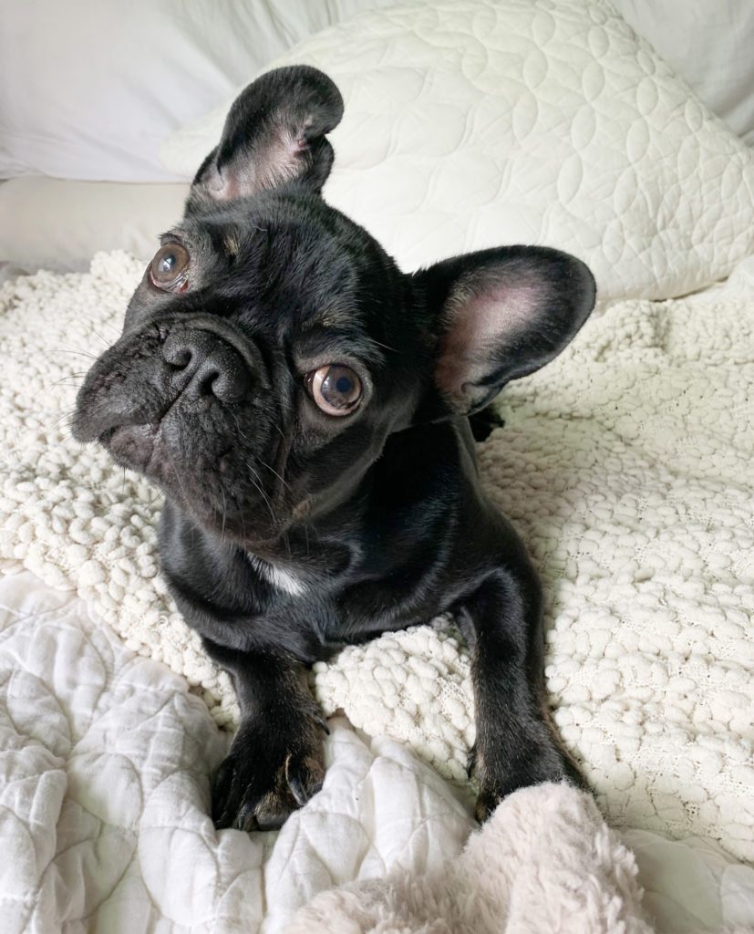 How to Photograph Puppies: Art and Science of Finding That Perfect Pose