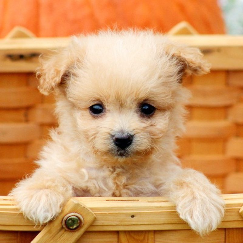 Puppy Breeds for Sale - Animal Kingdom | Puppies N Love