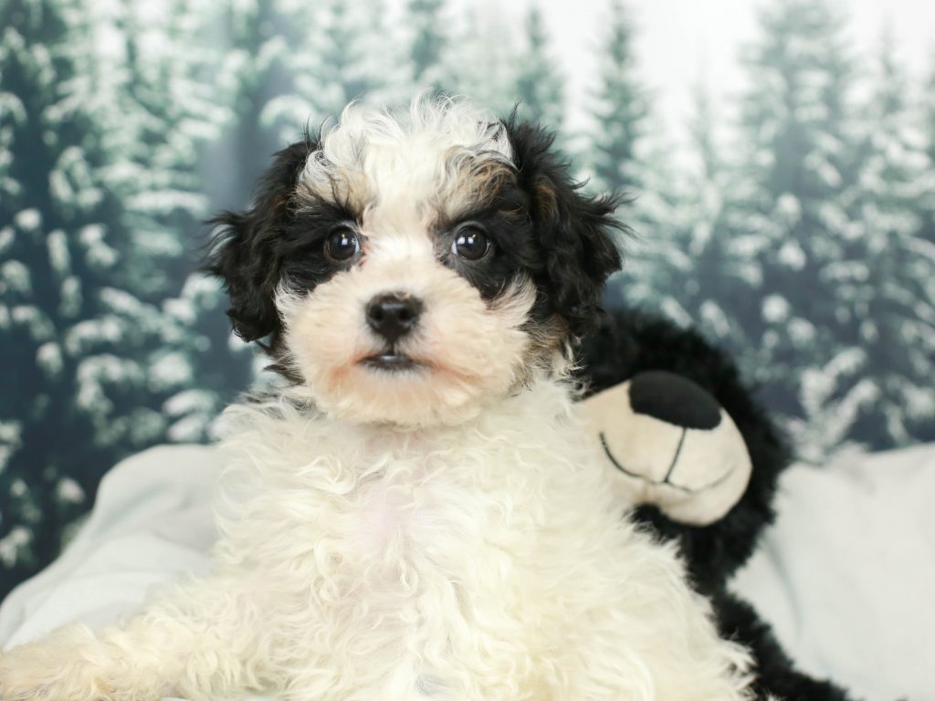 Why Poochon Is an Excellent Small Companion Dog - Animal Kingdom