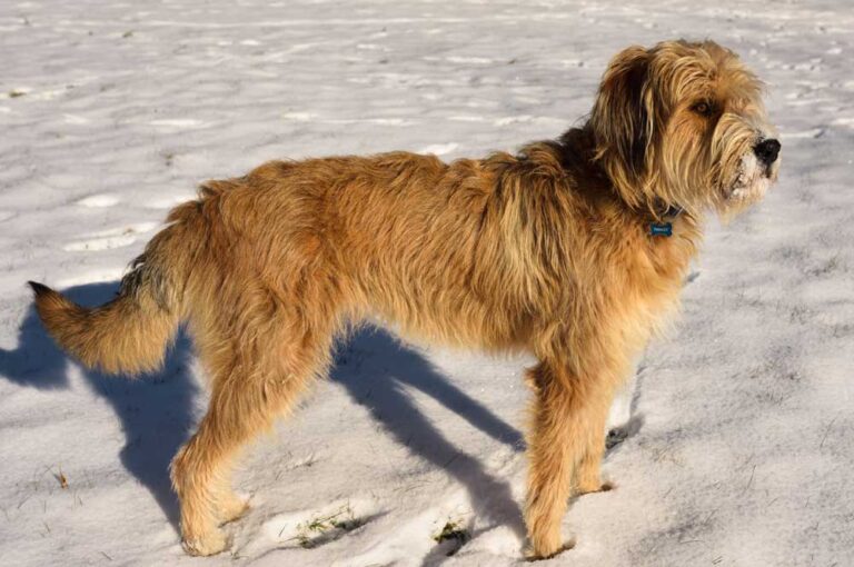 All About the Goldendoodle - Animal Kingdom | Puppies N Love