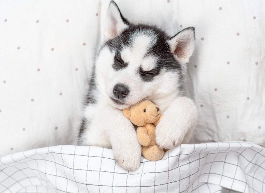 5 Ways to Tire Out Your Puppy - Animal Kingdom | Puppies N Love