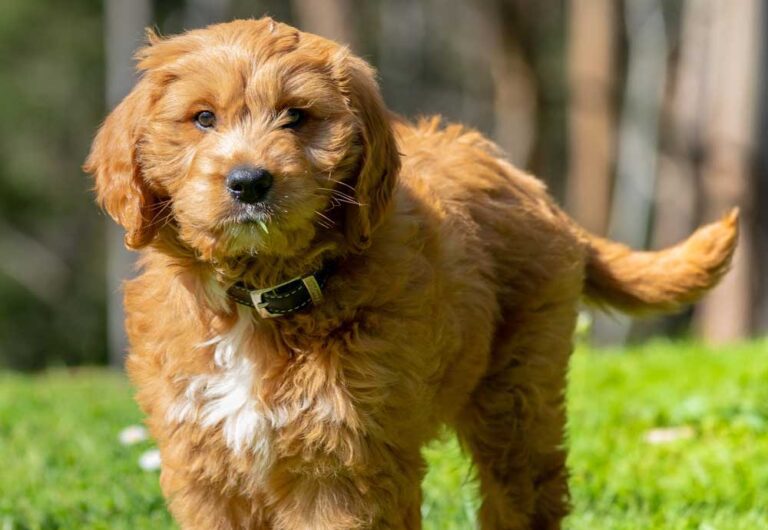 All About the Goldendoodle - Animal Kingdom | Puppies N Love